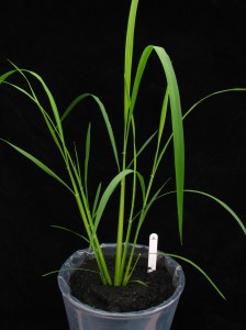 Email: C4admin@biology.ox.ac.uk